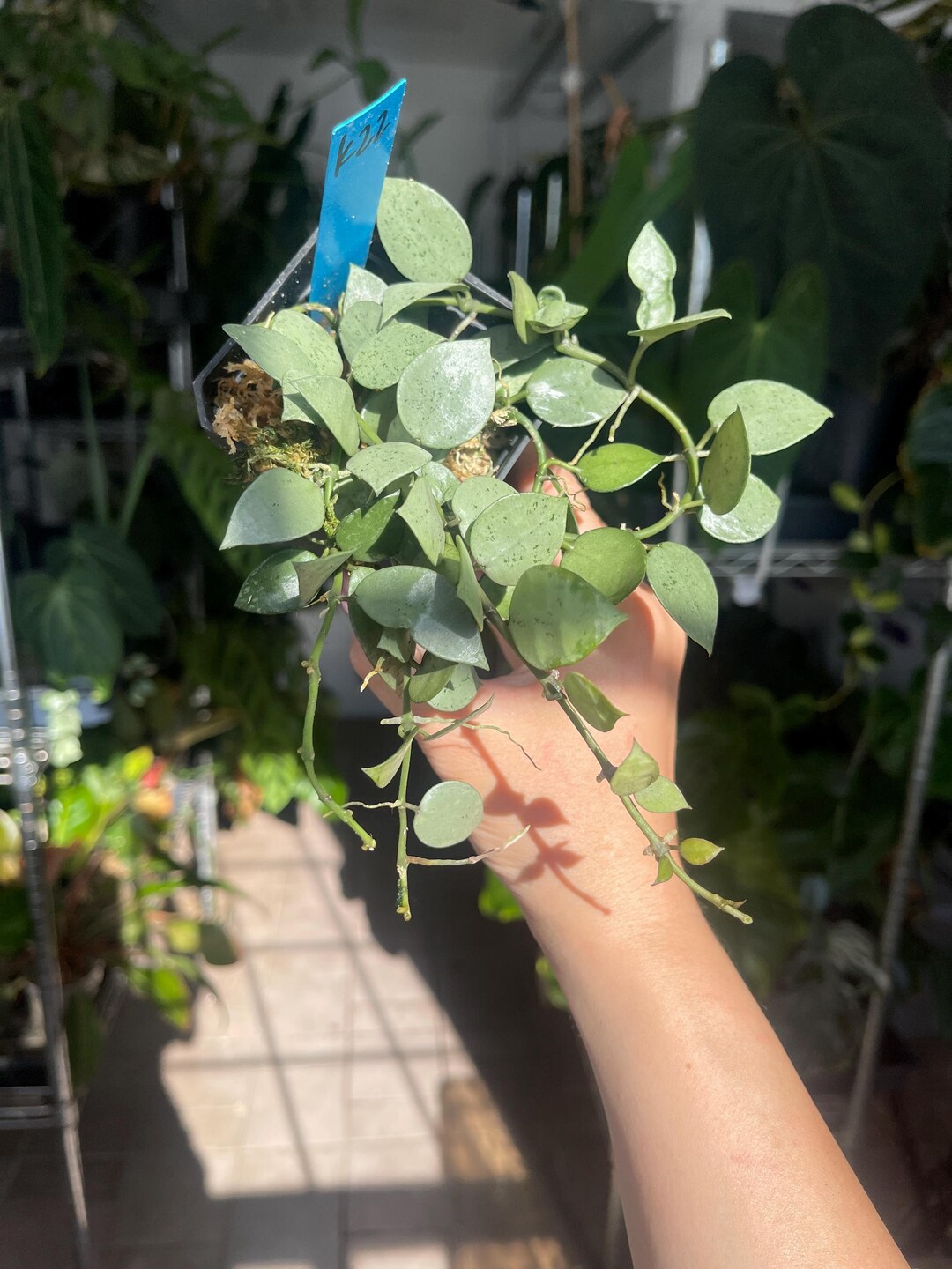 Hoya Krohniana Super Silver Hoya, Variegated Hoya, Easy Care Starter ...