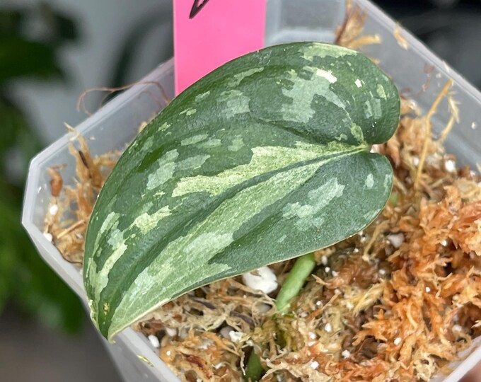 Variegated Scindapsus Mayari Mid Cutting - Etsy