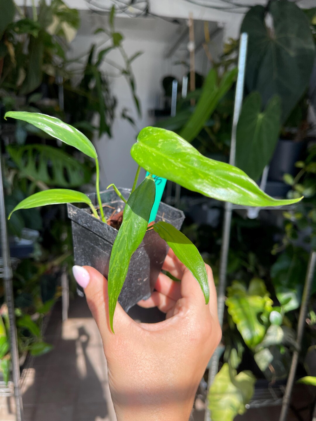 Philodendron Mottled Golden Dragon - Etsy