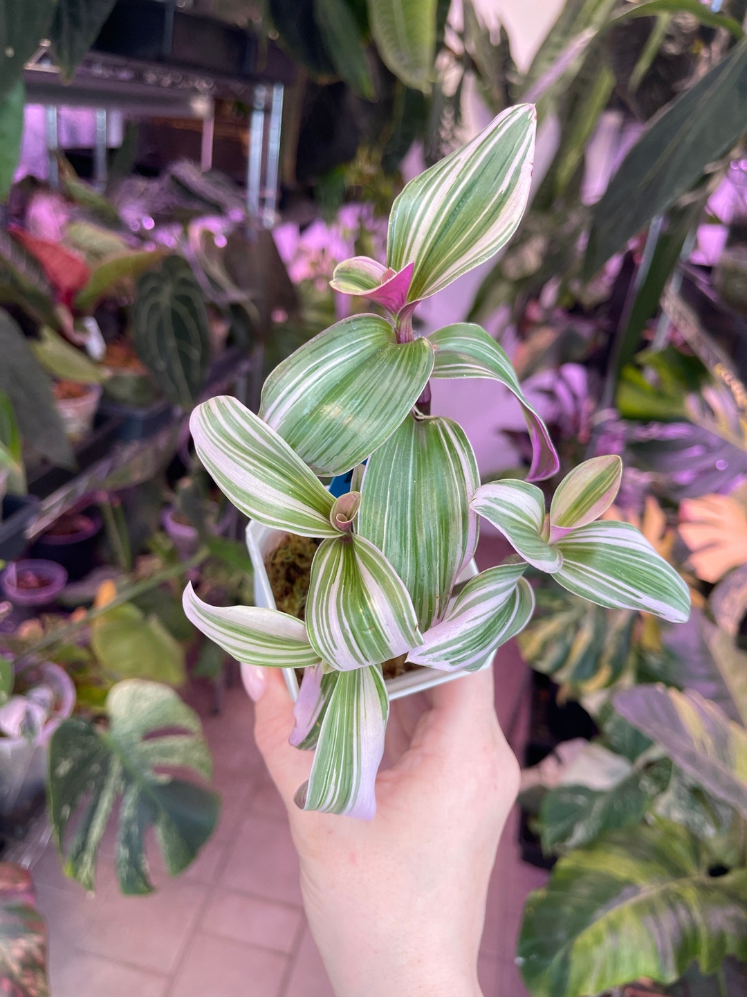 Tradescantia Nanouk, Exact Plant - Etsy