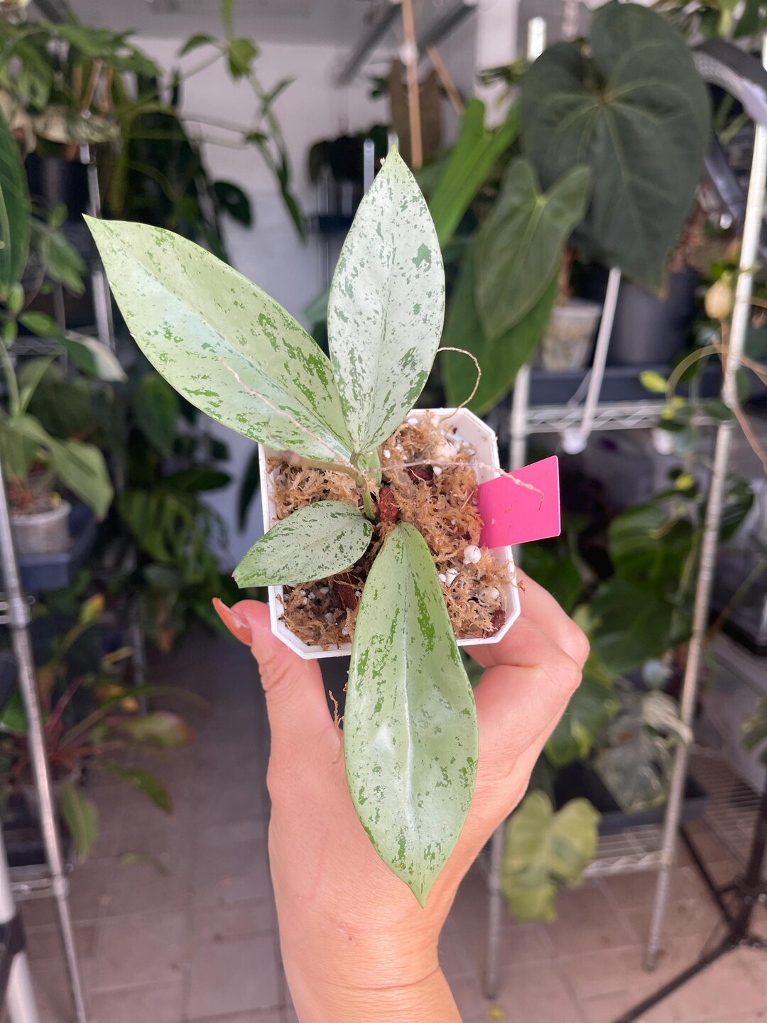 Rare Hoya Pink Silver Ghost, Rooted Plant, USA Seller - Etsy