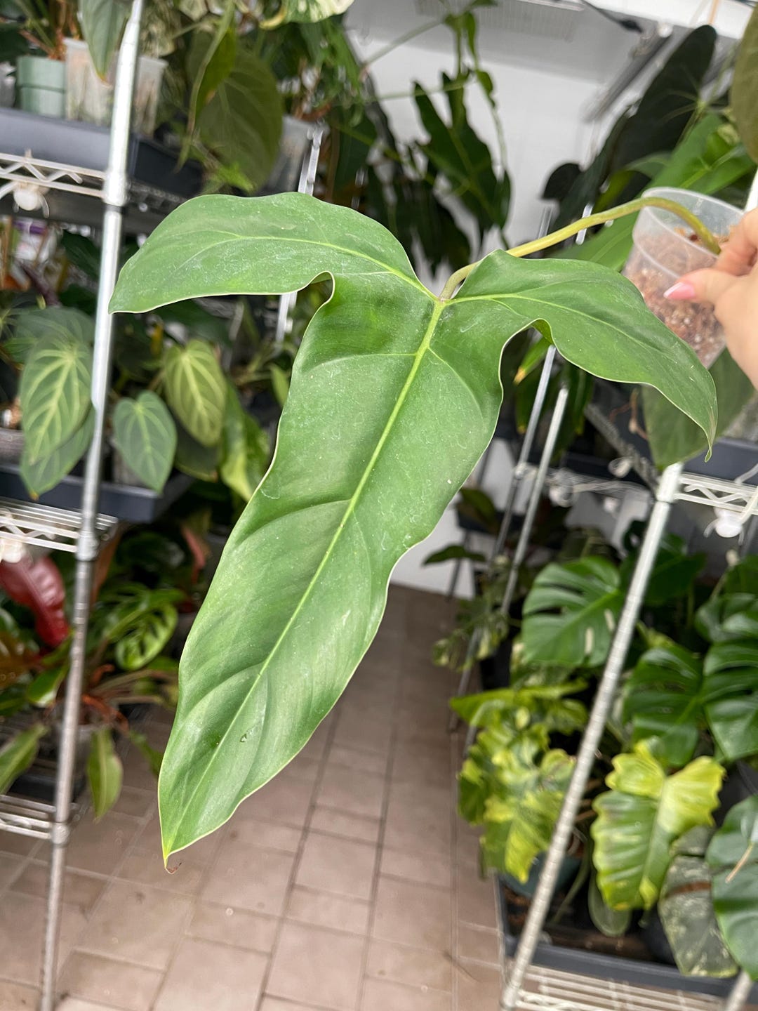 Philodendron Delinksii Rooted Cutting With New Growth - Etsy