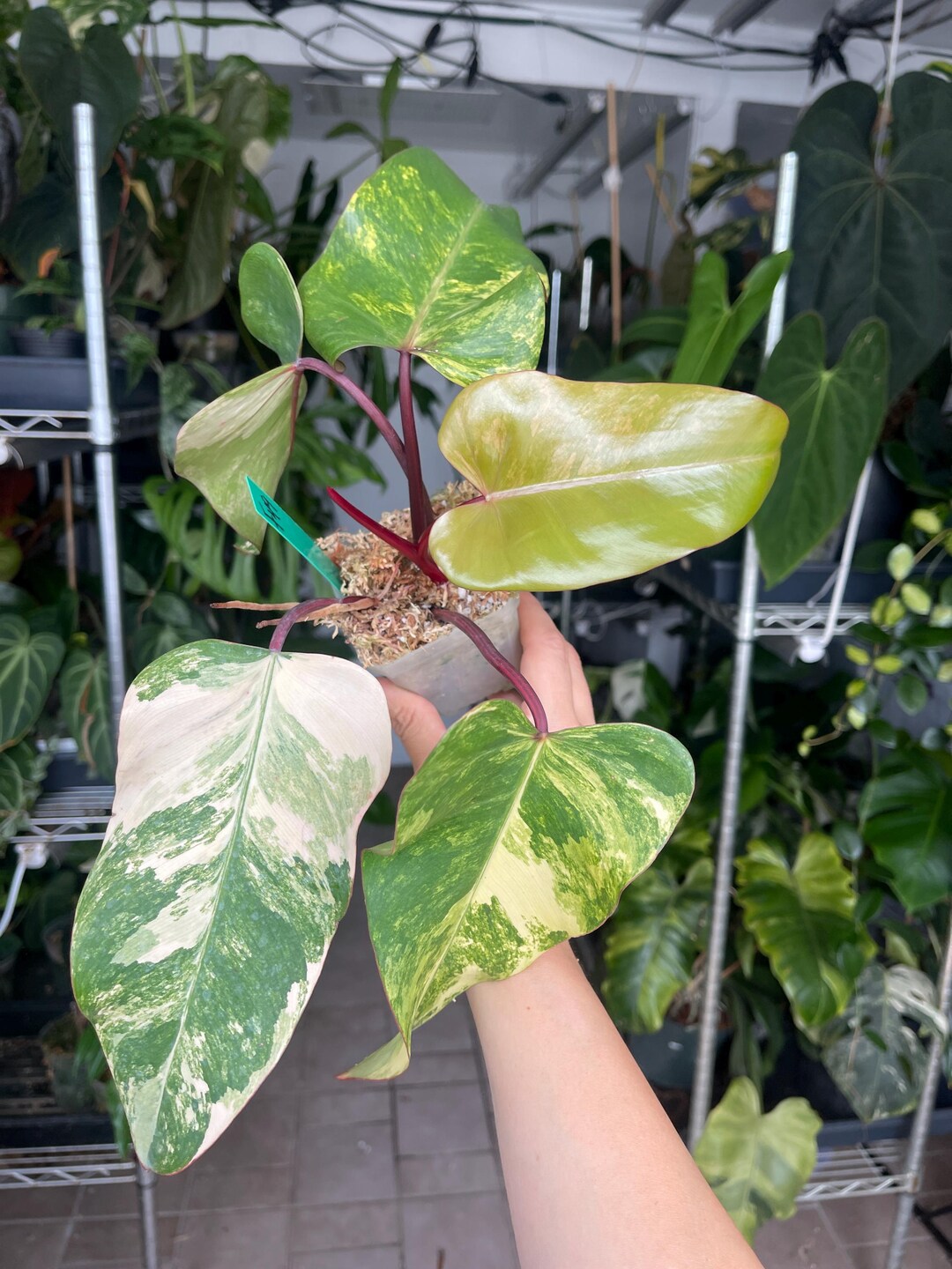 Philodendron Strawberry Shake Variegated Lightly Rooted Prop - Etsy