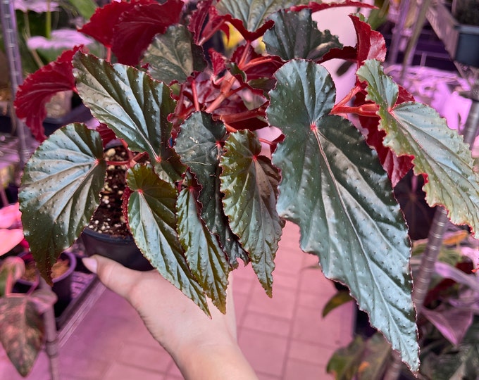 Begonia Black Magic 4.5 Pot, Exact Plant - Etsy