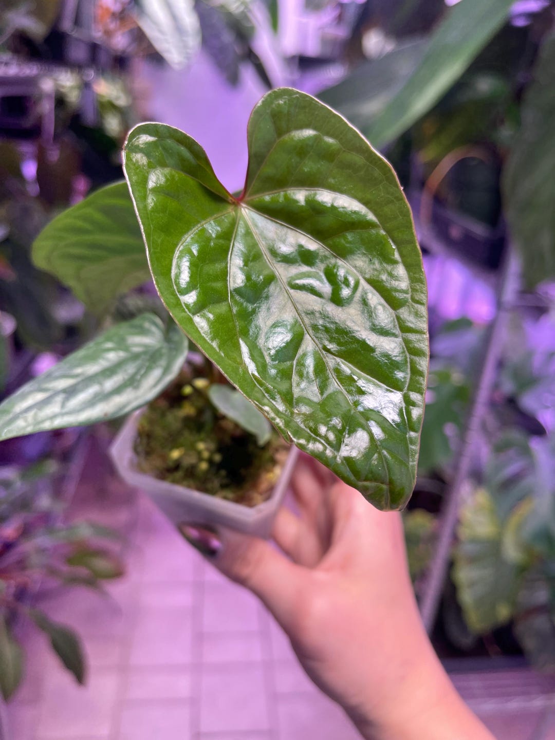 Anthurium Luxurians X Anthurium Sp Napo - Etsy