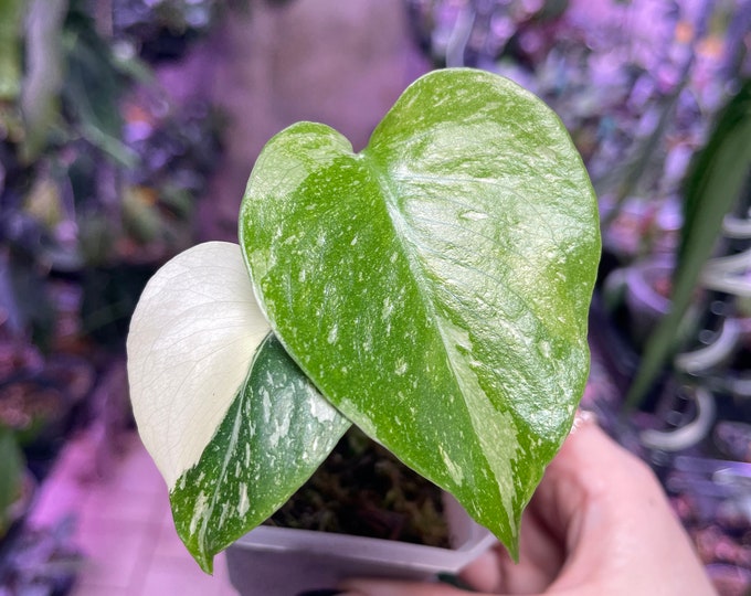 Variegated Monstera Thai Constellation Variegated Monstera Plant Rare