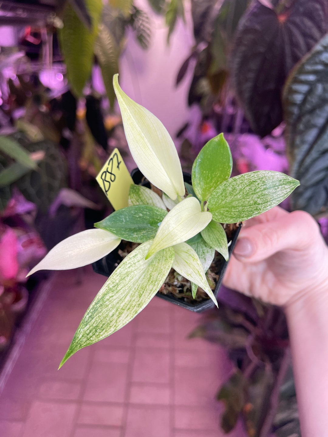 Philodendron Florida Ghost White Minty Mint Variegated Plant Rare Aroid ...