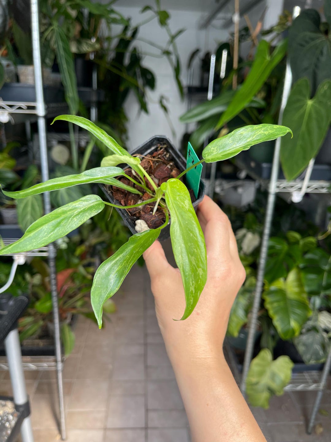 Philodendron Mottled Golden Dragon - Etsy