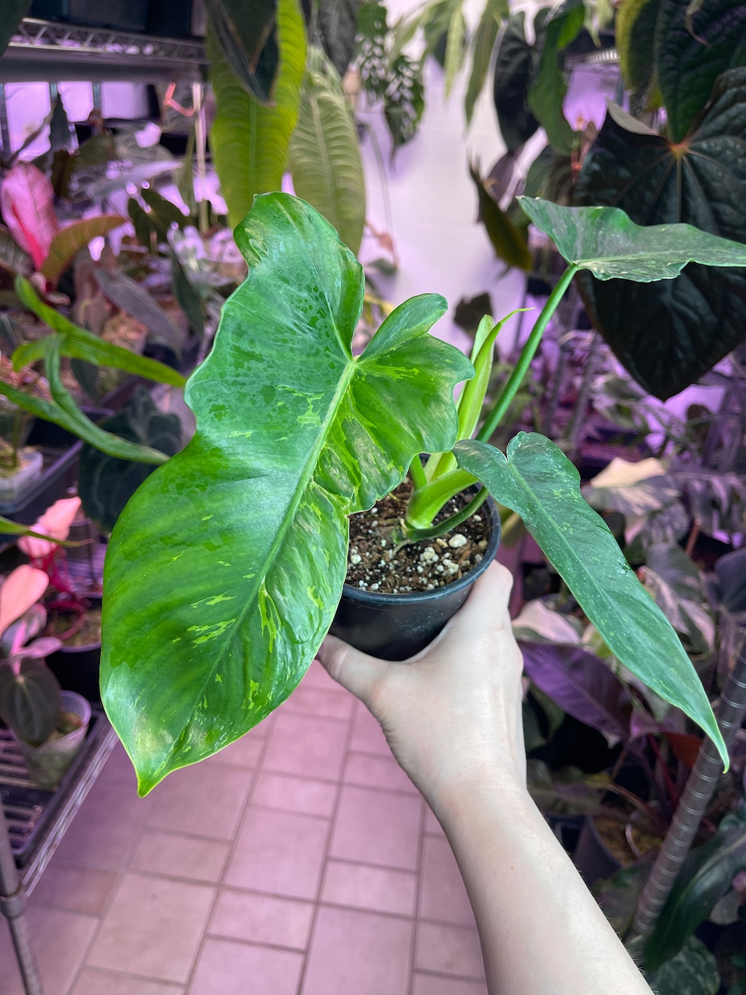 Philodendron Mottled Golden Dragon, Starter Plant - Etsy