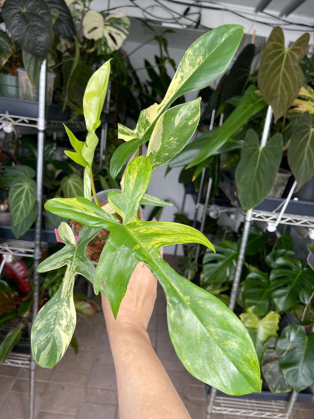 Philodendron Variegated Florida Beauty, Exact Plant - Etsy