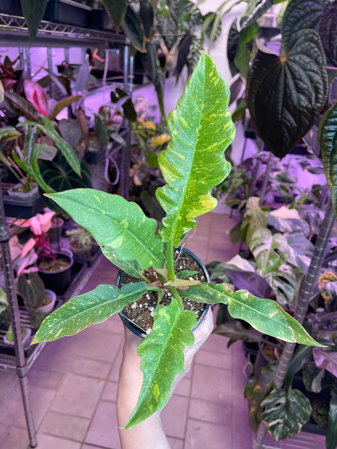 Philodendron Ring of Fire Variegated Aroid RARE Exotic Plant Houseplant ...