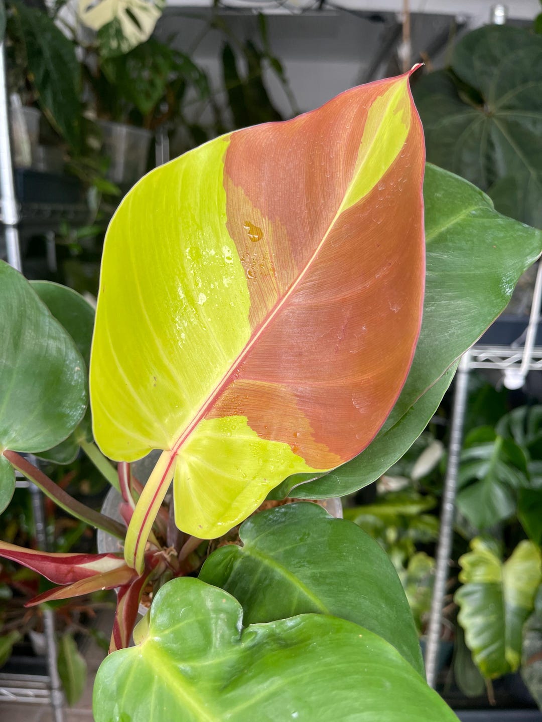 Philodendron Red Moon/yellow Flame, Exact Plant, Lightly Rooted Top ...