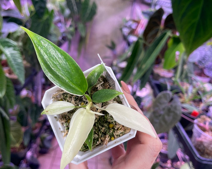 Philodendron Florida Ghost White Minty Mint Variegated Plant Rare Aroid ...