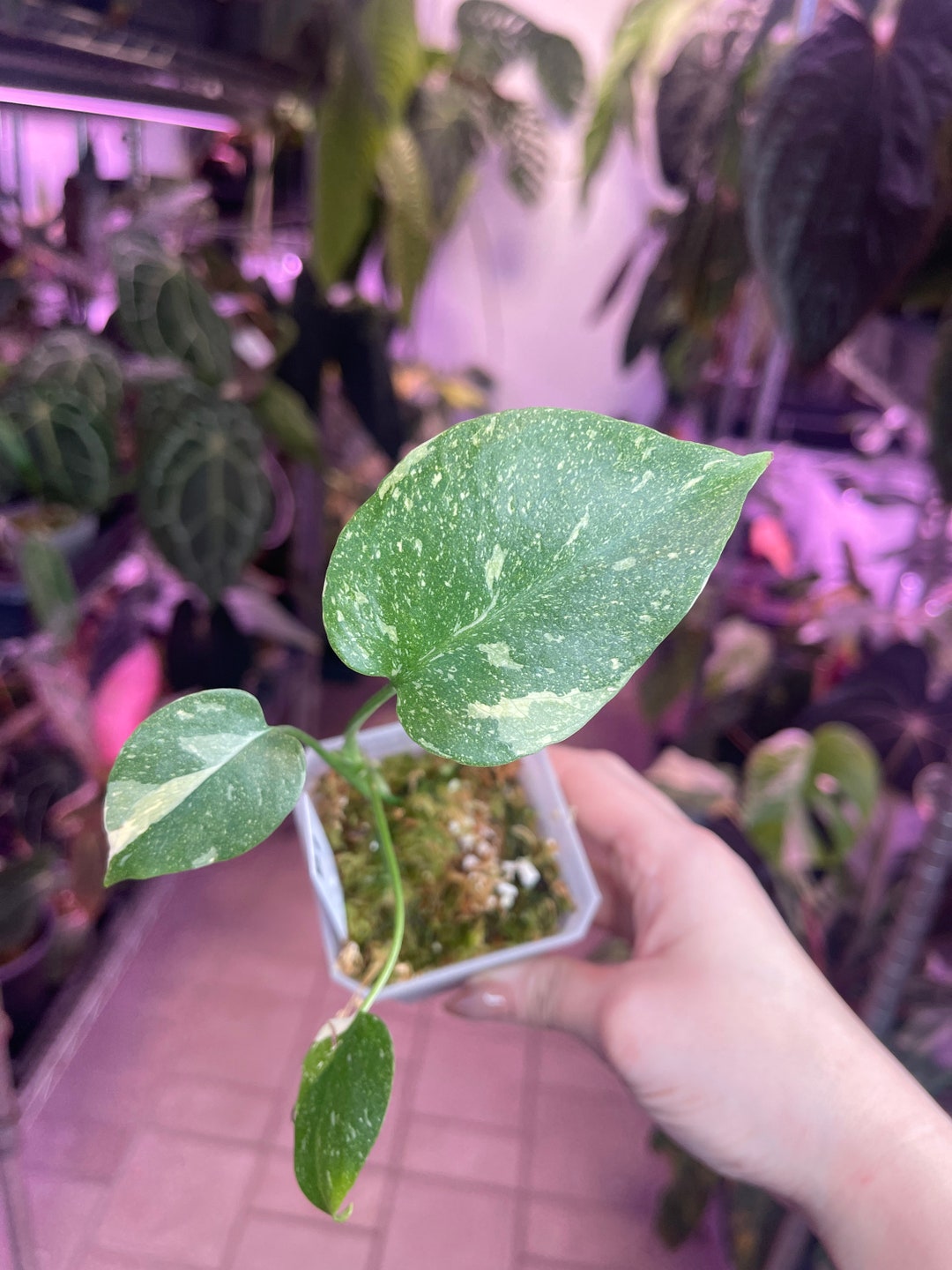 Variegated Monstera Thai Constellation, Variegated Monstera Plant, Rare ...