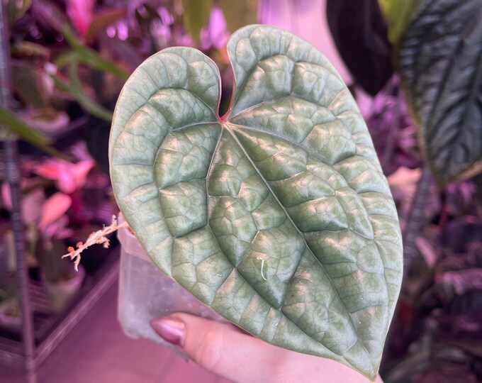 Anthurium Luxurians Silver Platinum, Exact Plant, Aroid Plant Collector ...