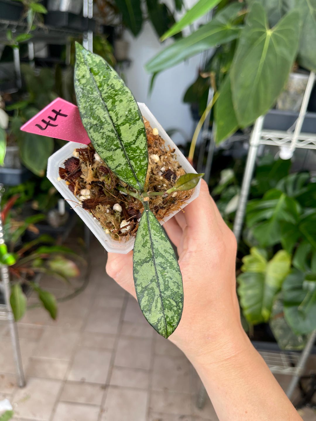 Hoya Crassipetiolata Super Silver Splash Lightly Rooted Cutting - Etsy