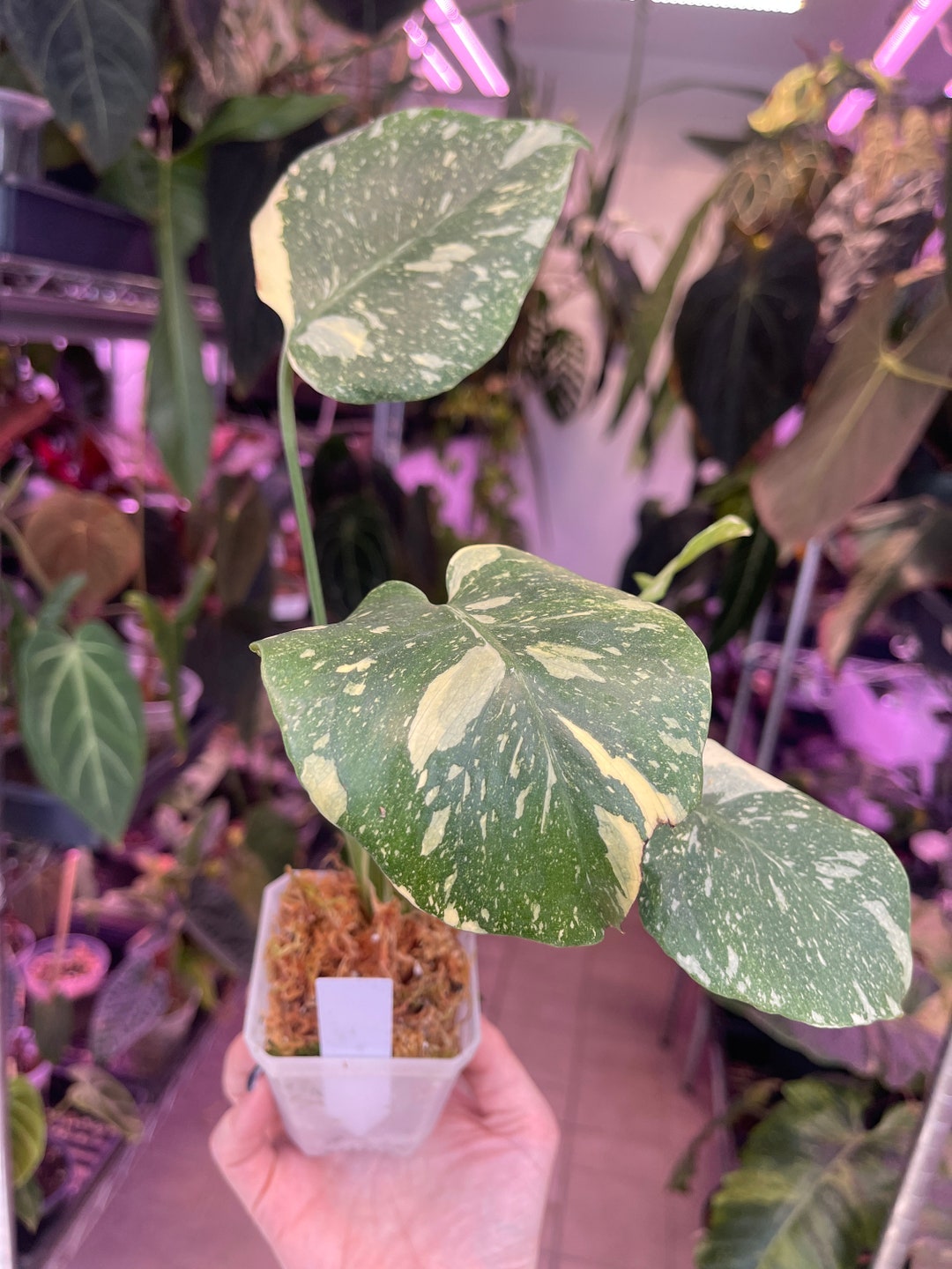 Variegated Monstera Thai Constellation, Variegated Monstera Plant, Rare ...