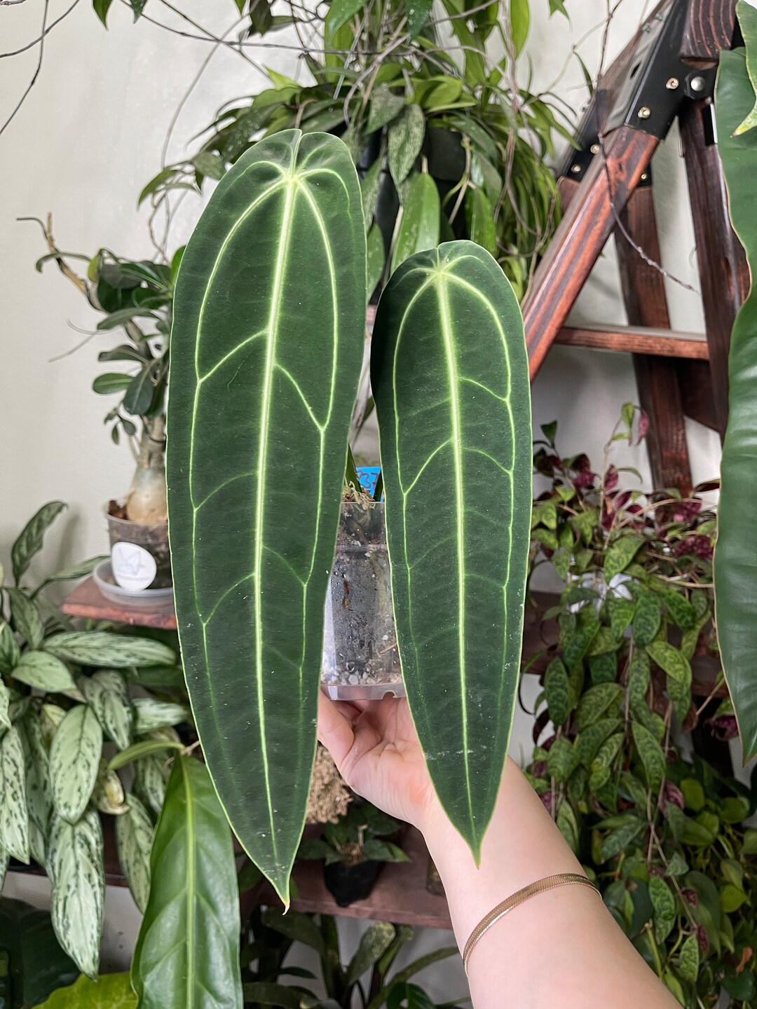 Anthurium Warocqueanum Dark and Narrow Form Queen Anthurium - Etsy