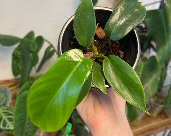 Philodendron Squamiferum - Etsy