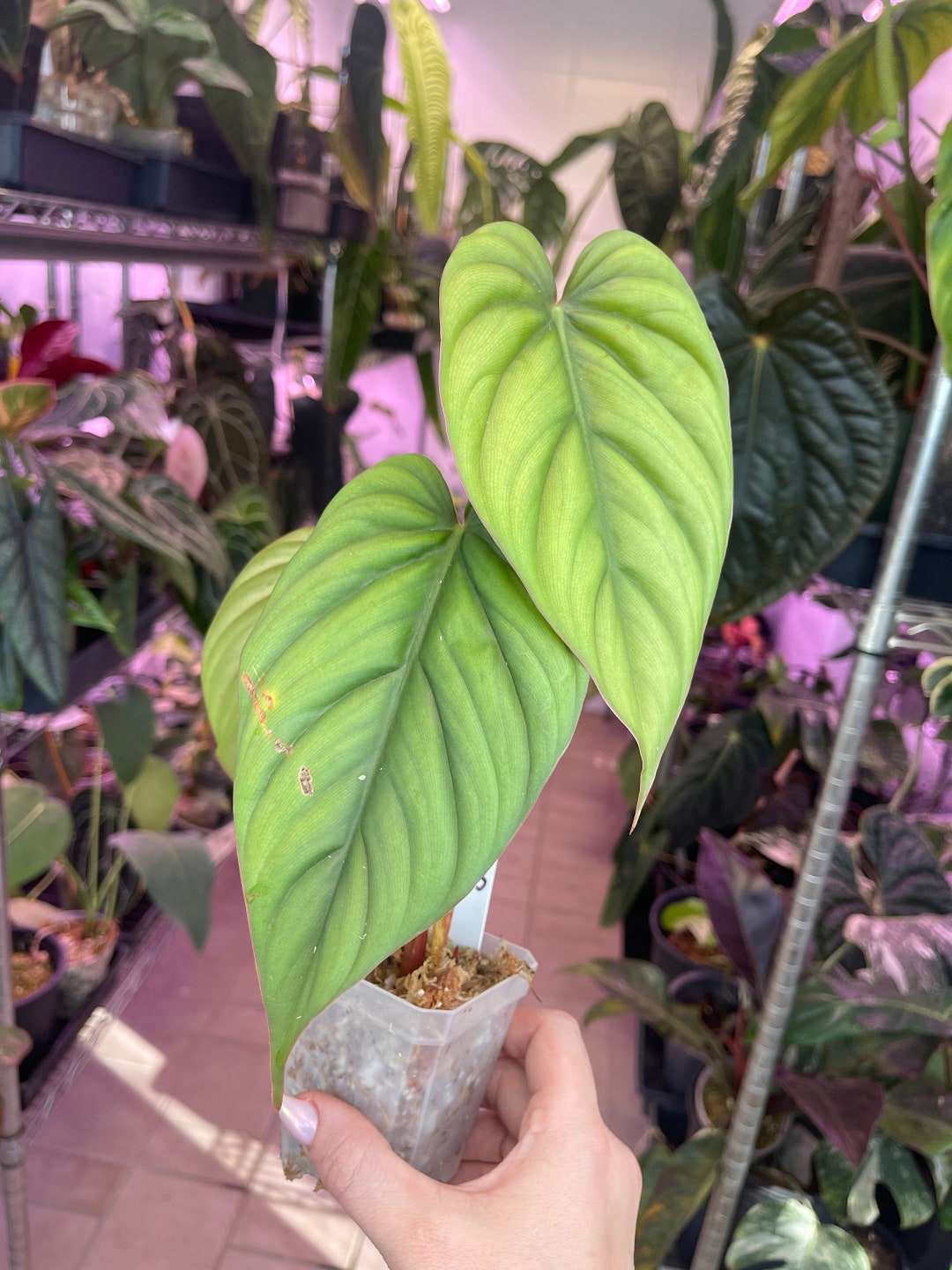 BIG Philodendron Sp. Colombia Aroid RARE Exotic Houseplant USA - Etsy