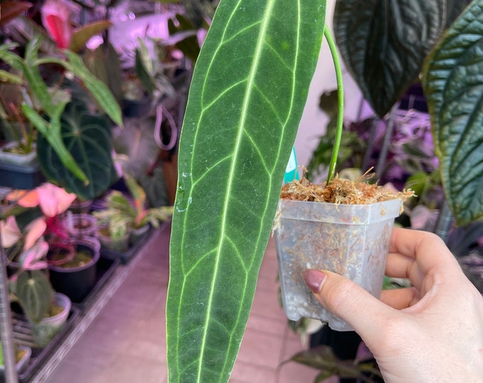 Anthurium Warocqueanum, Dark and Narrow Form, Queen Anthurium Rare ...