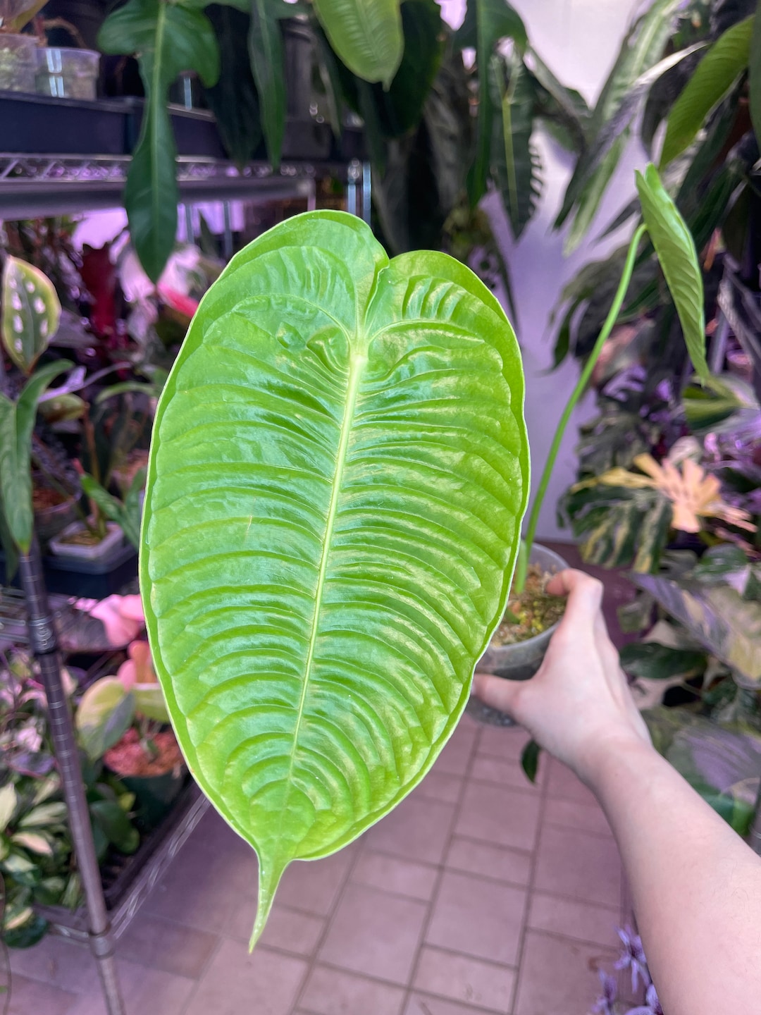 Anthurium Veitchii Narrow Form, Rare Aroid Plant Collector's Plant USA ...