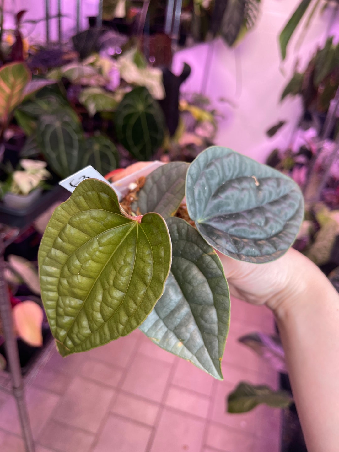 Anthurium Luxurians Platinum Silver - Etsy