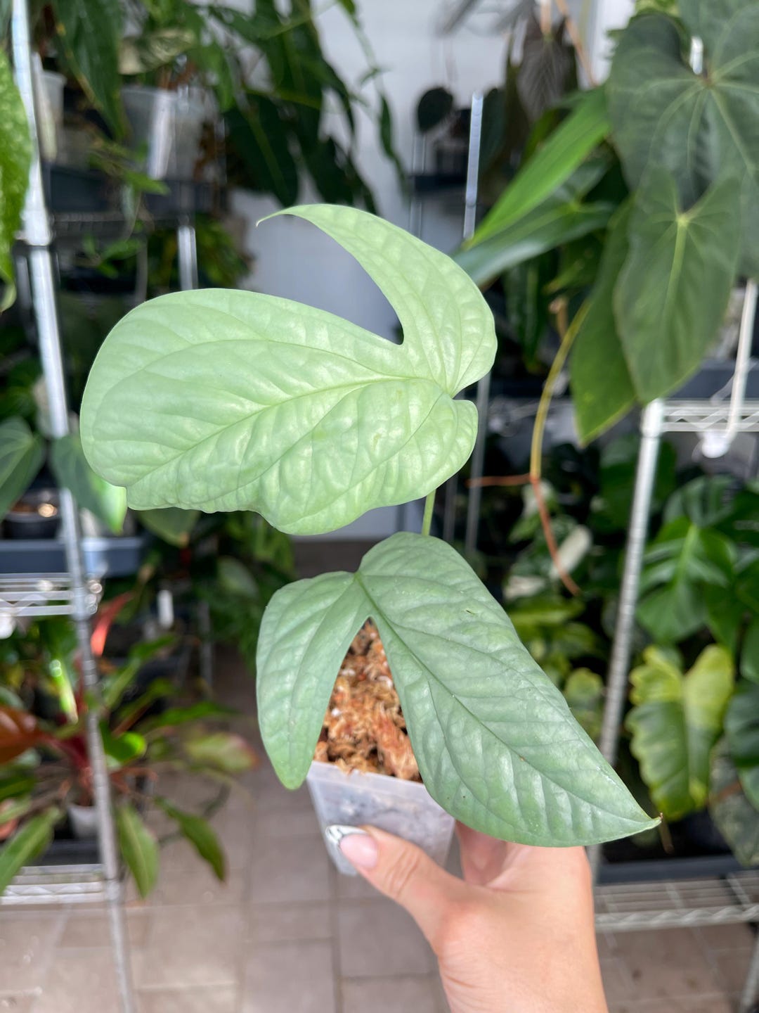 Amydrium Medium Silver Plant - Etsy