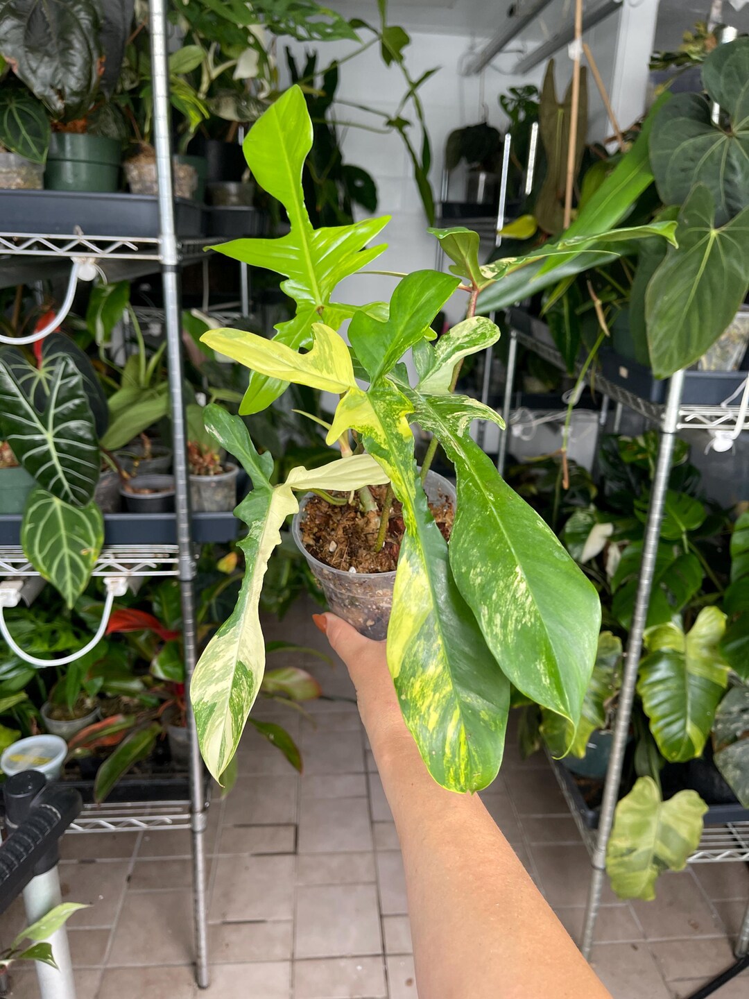 Philodendron Variegated Florida Beauty, Exact Plant - Etsy