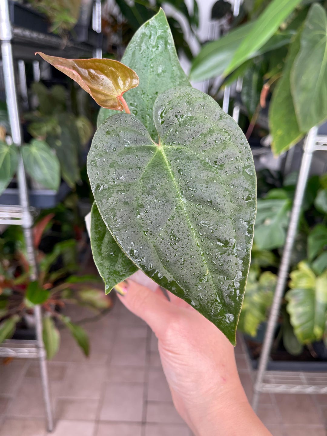 Anthurium Besseae Aff X Luxurians Dark Form - Etsy