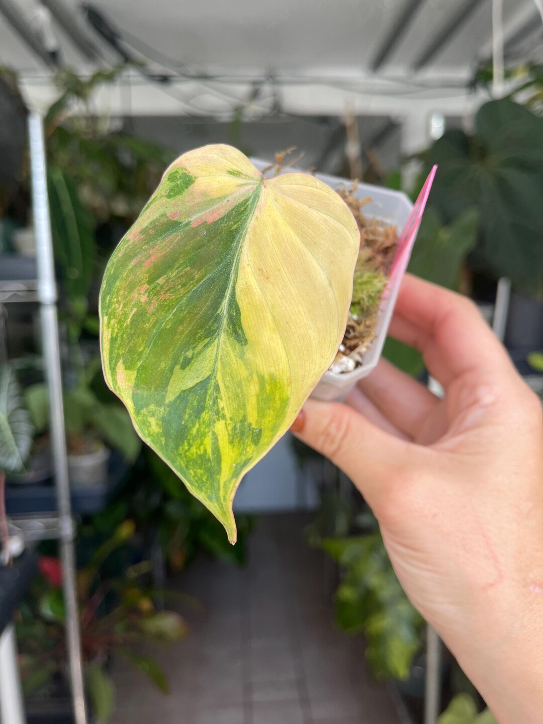 Philodendron Variegated Micans, Halfmoon, Exact Plant, Rooted Mid ...