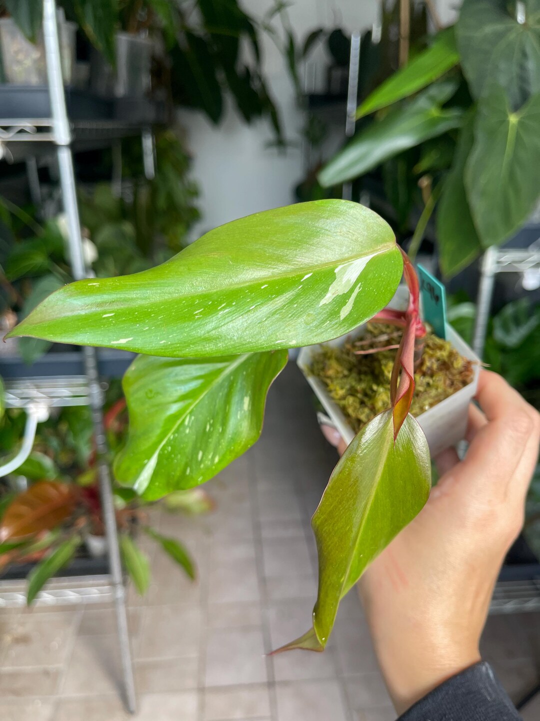 Philodendron Red Anderson Variegated - Etsy