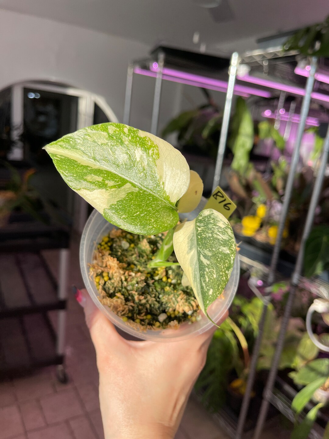 Variegated Monstera Thai Constellation, Variegated Monstera Plant, Rare ...