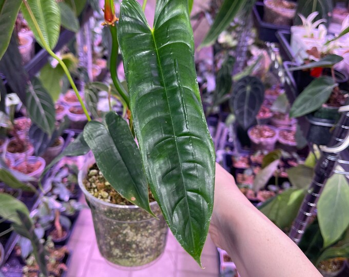 Philodendron Felix Plant Rare Houseplant Aroid USA Seller! - Etsy
