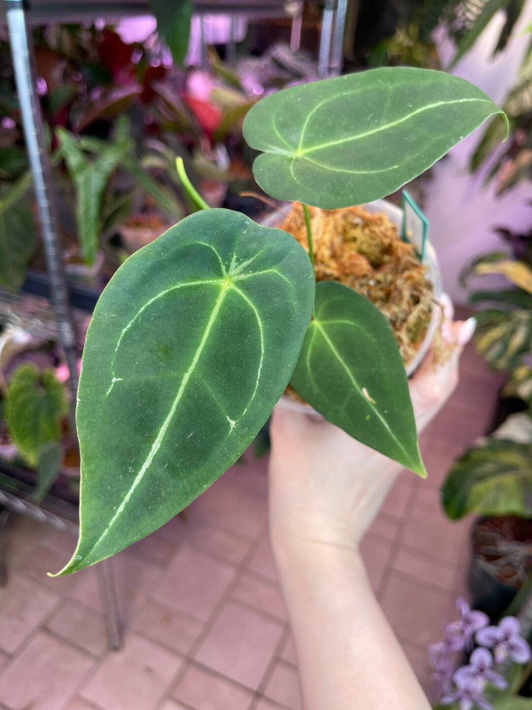 Anthurium Forgetii X Ace of Spades AOS Hybrid - Etsy