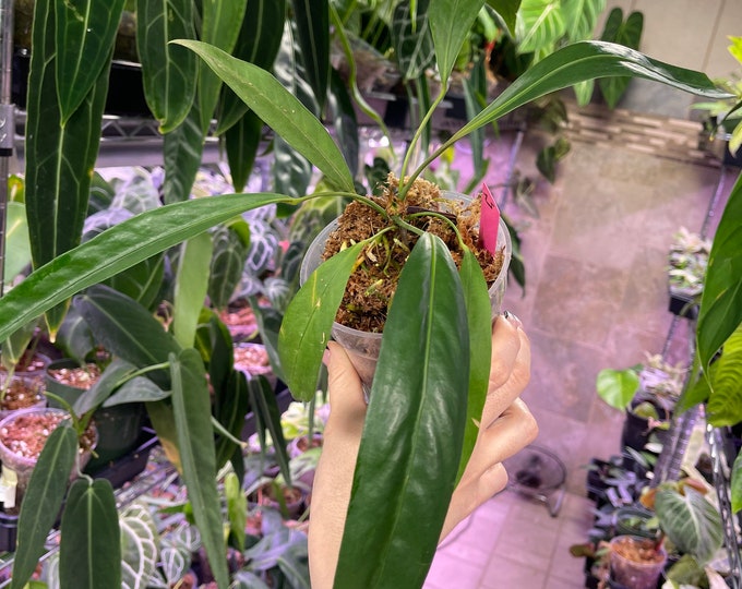 Anthurium Pendens Rare Aroid Plant Collector's Plant USA - Etsy