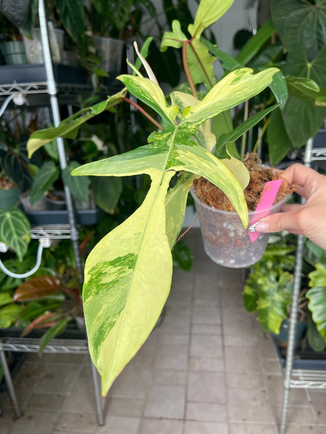 Philodendron Variegated Florida Beauty, Exact Plant - Etsy