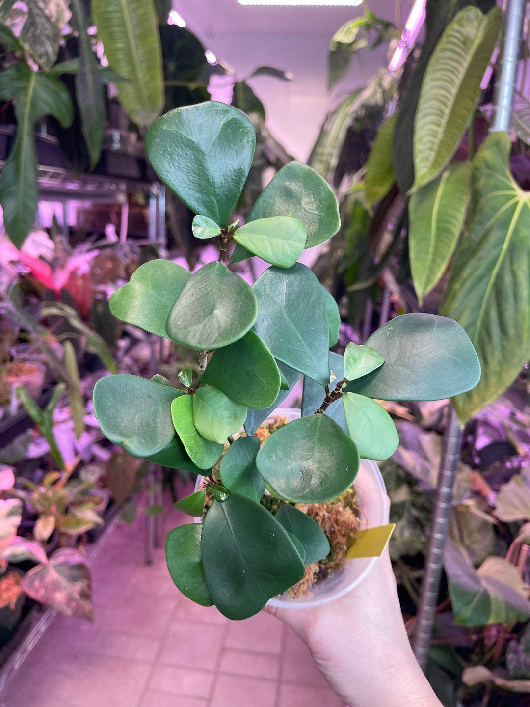 Ficus Triangularis, Exact Plant in Photos Pre Bosai - Etsy