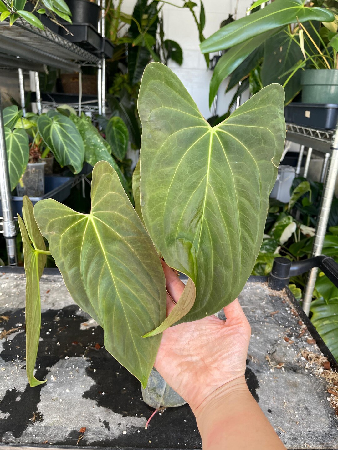 Anthurium Papillilaminum Fort Sherman X Ralph Lynam Clone - Etsy