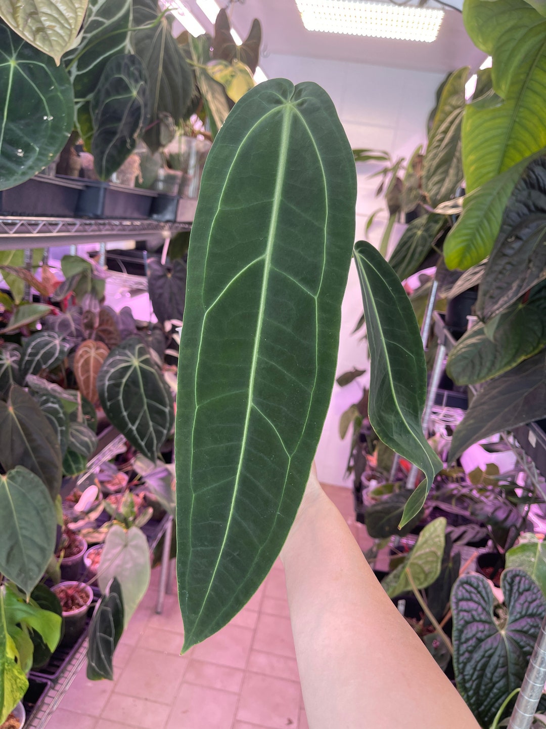 Anthurium Warocqueanum Dark and Narrow Form Queen Anthurium - Etsy