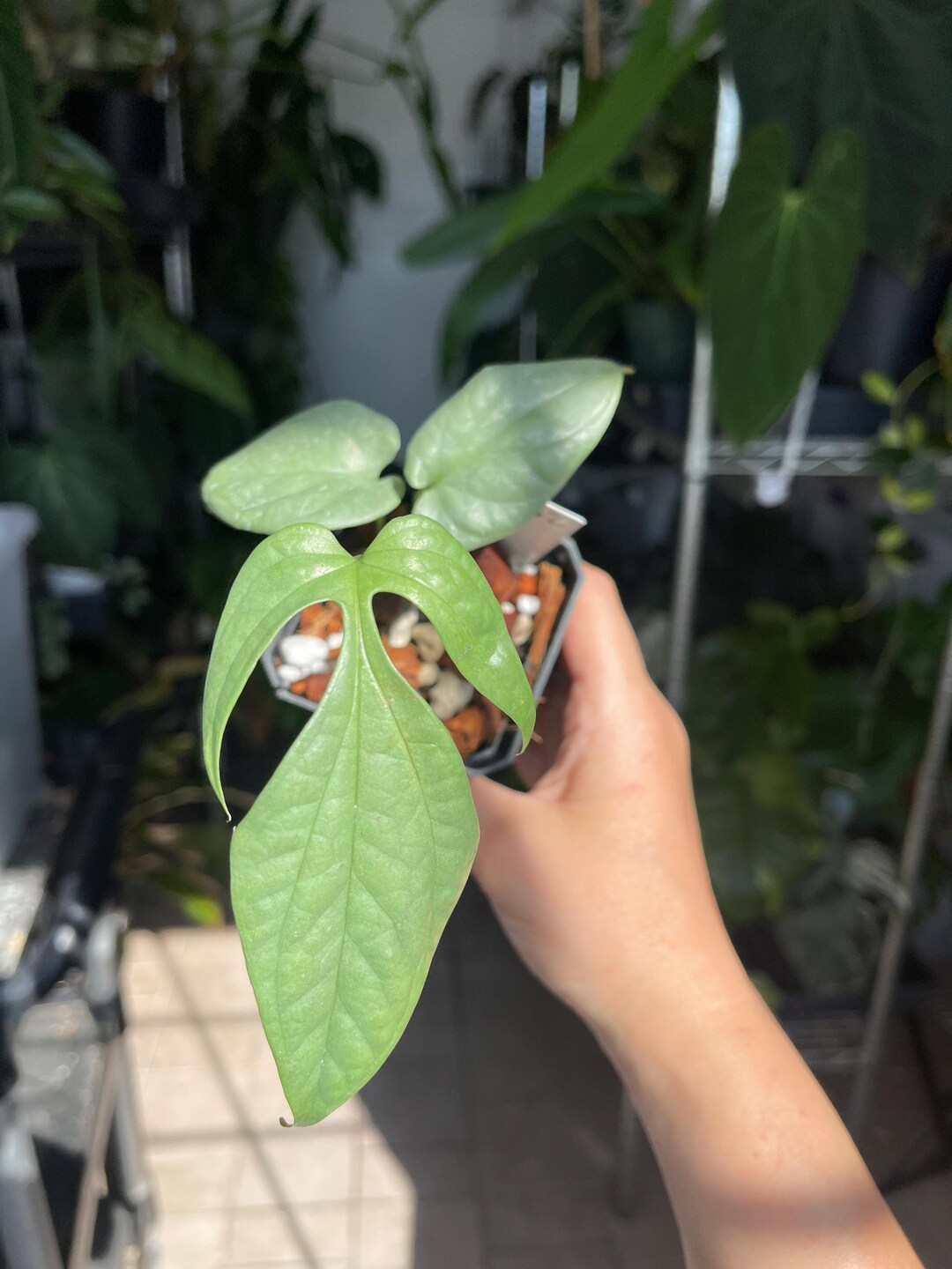 Amydrium Medium Silver Plant - Etsy