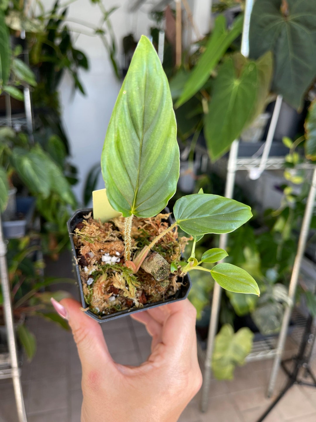 Philodendron Serpens Fuzzy Stem, Lightly Rooted Plant - Etsy