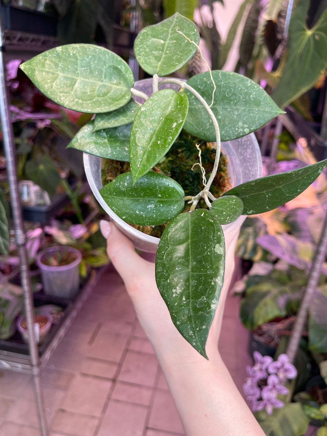 Hoya Parasitica 'black Margin', Splash on Leaves, Exact Plant, Hoya ...