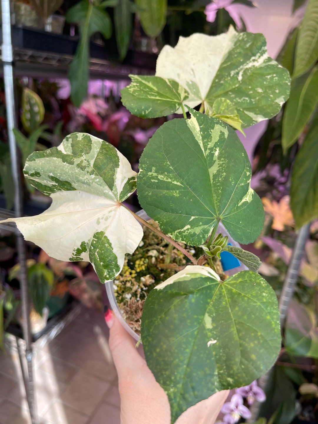 Variegated Hibiscus Highly Variegated Plant Ficus Variegated Live Plant ...