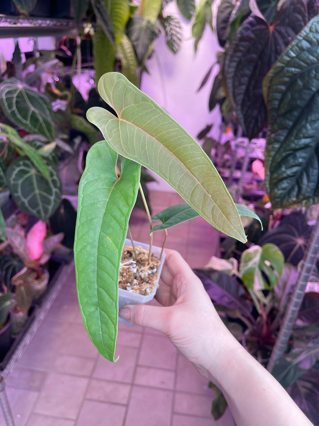 Anthurium Flavolineatum Aff, Narrow Form - Etsy