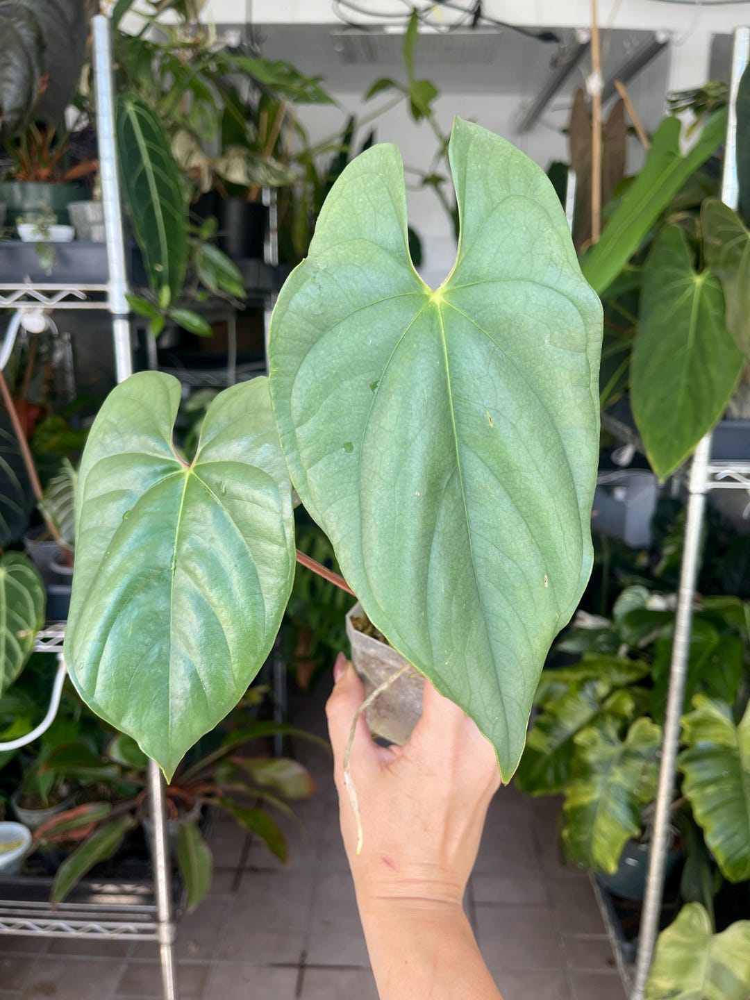 Anthurium Sp. Platinum Silver Peru - Etsy