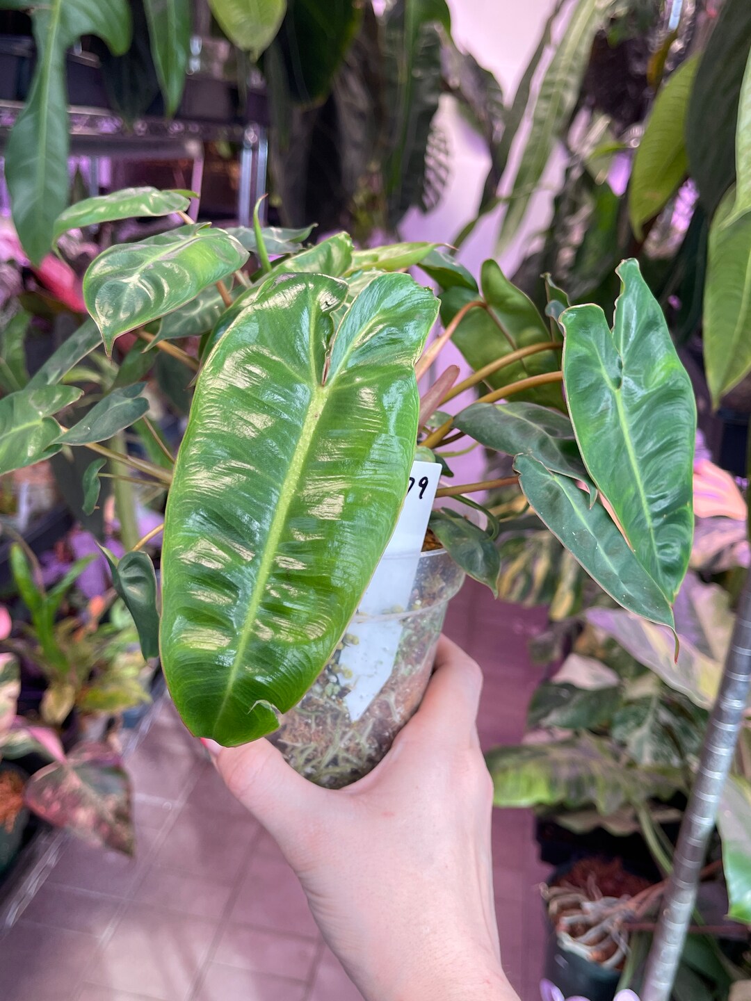 Philodendron Billietiae, Muti Growth Points From Variegated Mother ...