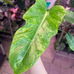 Philodendron Mottled Golden Dragon, Starter Plant - Etsy