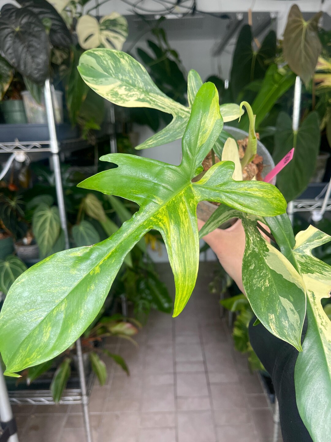 Philodendron Variegated Florida Beauty, Exact Plant - Etsy