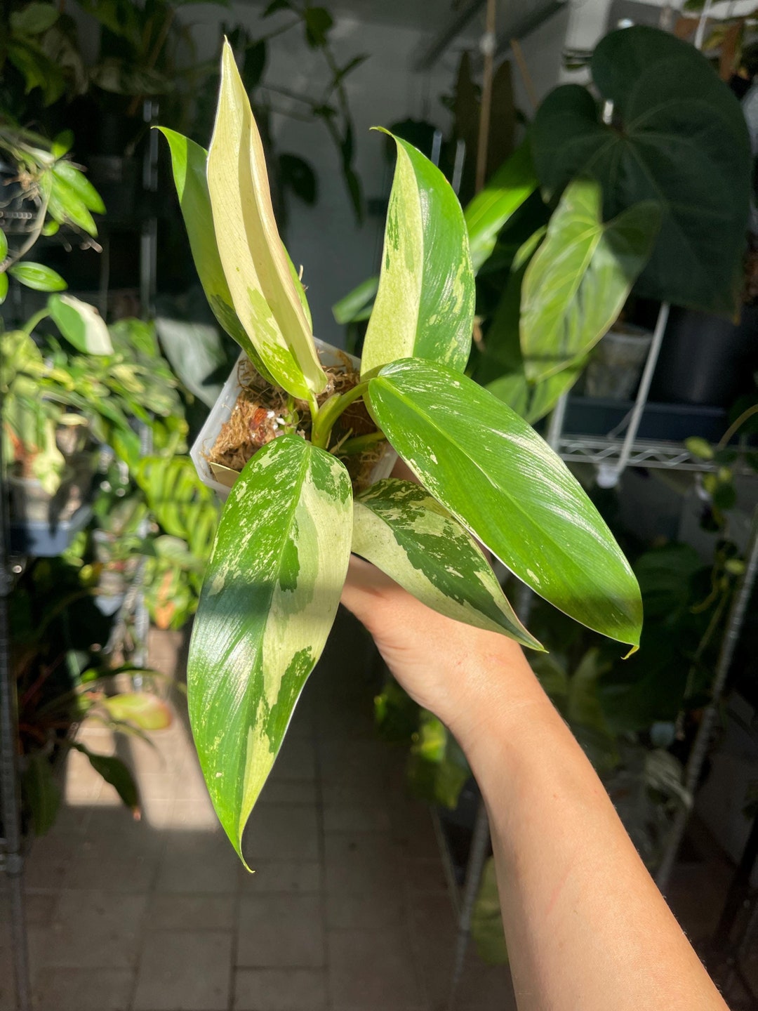 Philodendron Noid Whipple Way Variegated Plant Aroid RARE Exotic Plant ...